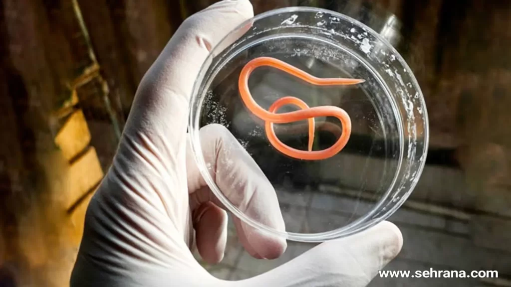 آشنایی با گیاهان دارویی ضد انگل - سحرانا